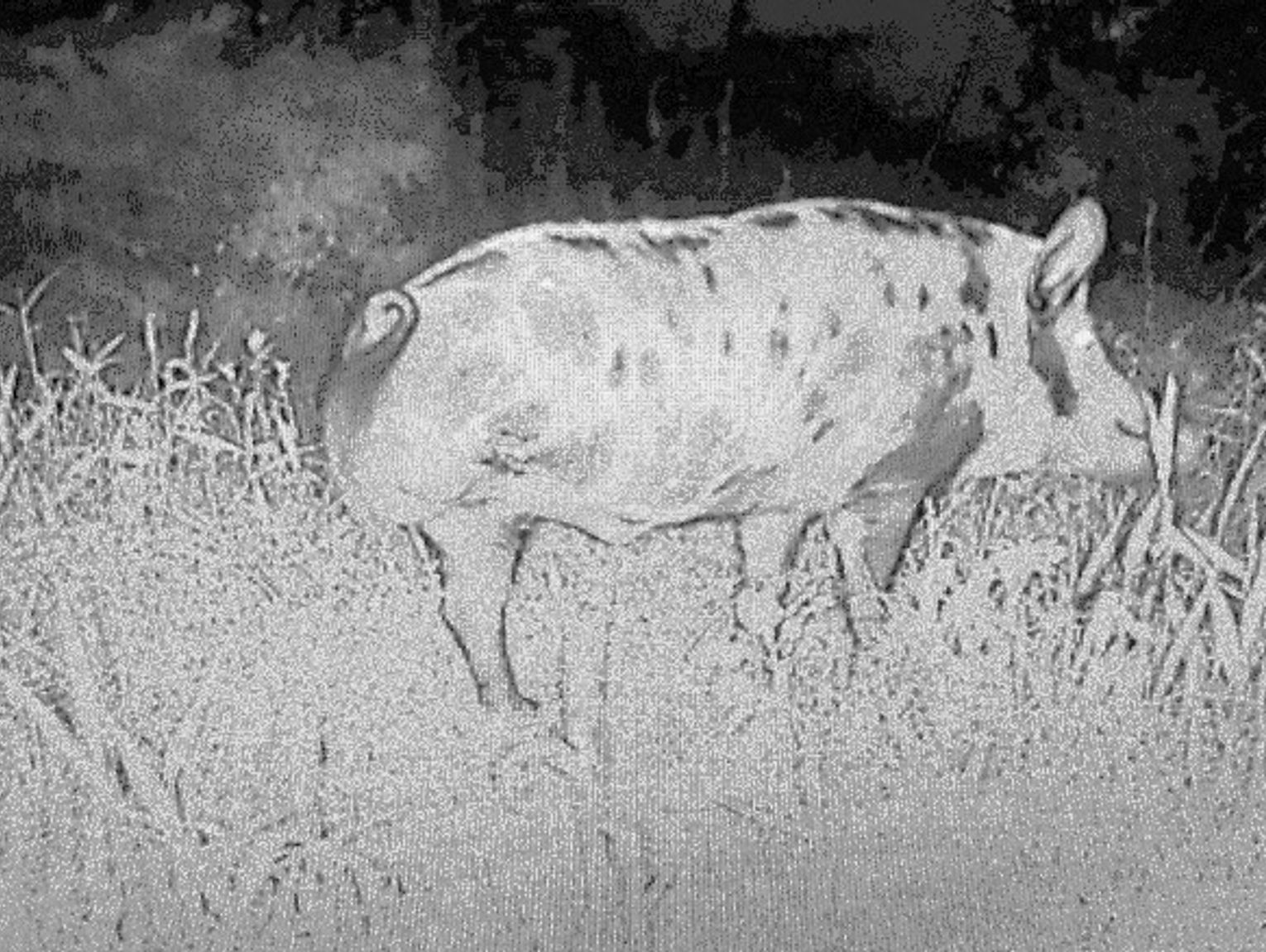 Strange Encounters The legends of “Three-Legged Craig” and “Three-Feet ...