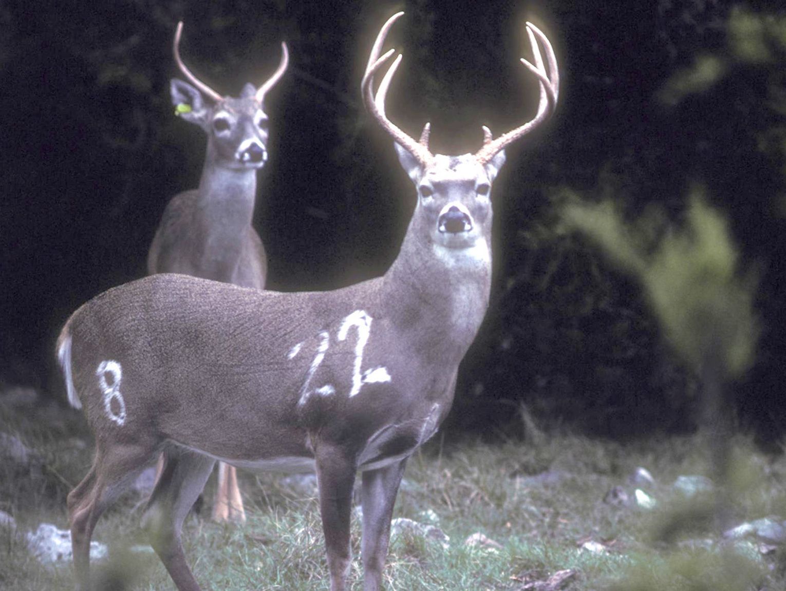 TPWD euthanizes research facility deer herd prior to confirmation by ...